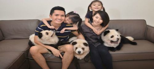In Cina la nuova moda è il pandog - MondoFido.it